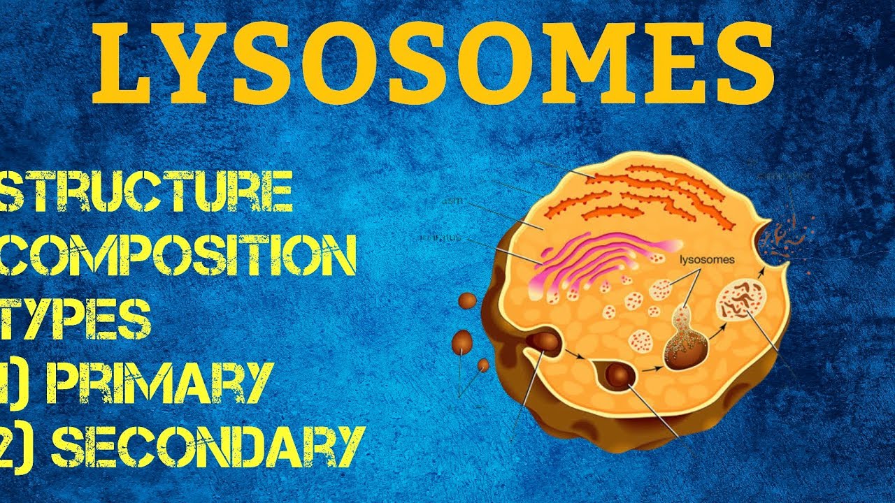 Lysosomes || Structure || Types of Lysosomes||FSC || Biology - YouTube