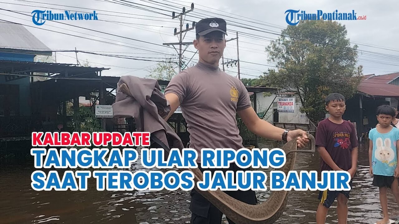 Terobos Banjir di Jalan Warga Putussibau Temukan Ular Ripong - YouTube