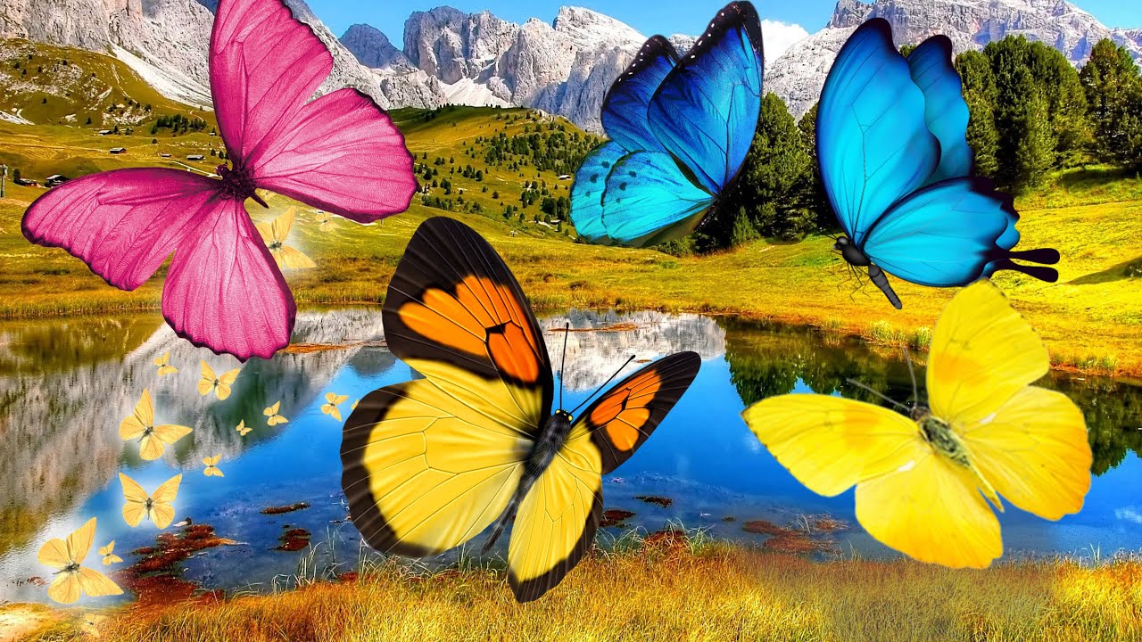 SOUNDS OF ANIMALS ! BUTTERFLY/BUTTERFLY SOUNDS - YouTube