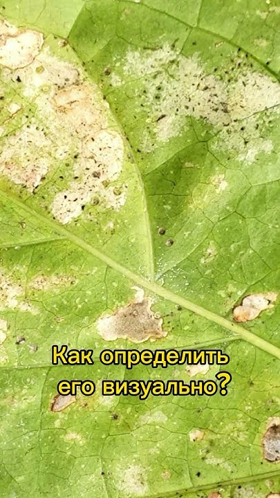 Как бороться с трипсом на рассаде - YouTube