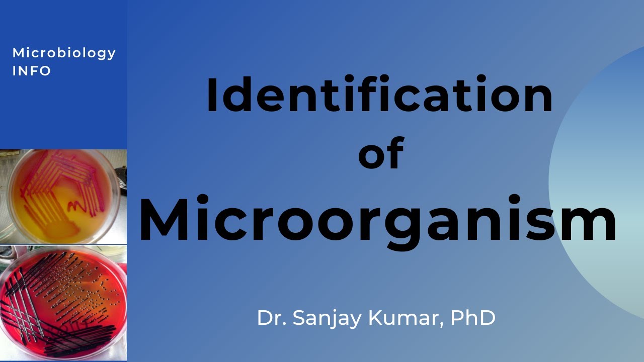 Identification of Microorganism || Dr. Sanjay Kumar, PhD - YouTube
