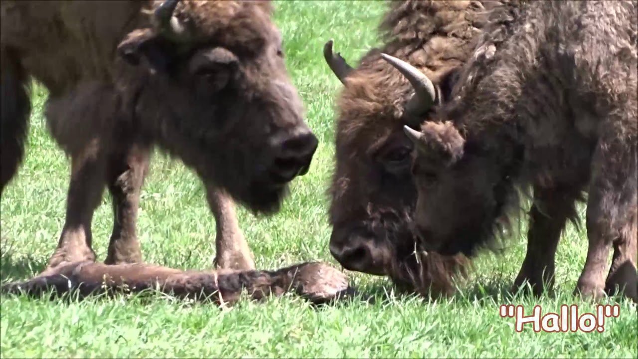 Born to be Wisent - die Geburt eines Wisents erleben - YouTube