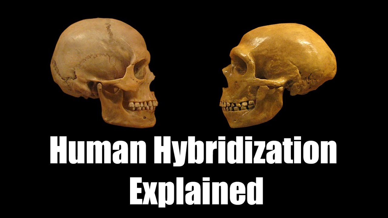 Human Hybridization Explained - ROBERT SEPEHR - YouTube