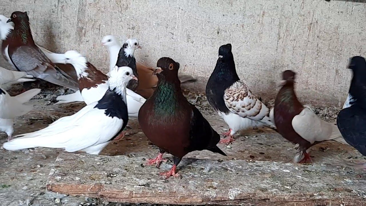 10 most beautiful fancy pigeon collection | Indian pigeon breeds ...