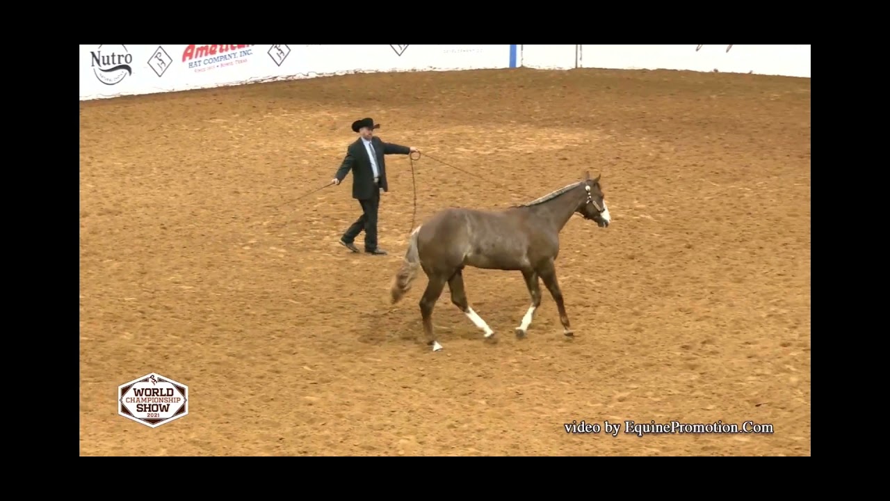 VS Man Code - Gold Futurity Champion APHA lunge line 2021. AQHA/APHA ...