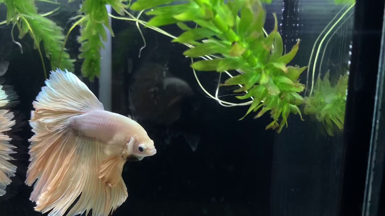 Gold (M1) Halfmoon Betta Fish Male @ Züri-Betta - YouTube