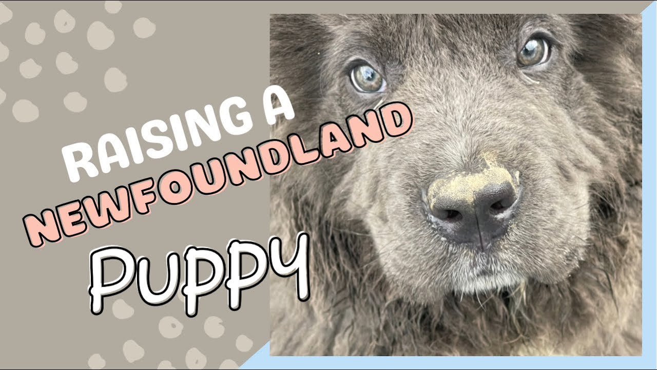 Newfoundland Play Time / Raising a Puppy - YouTube