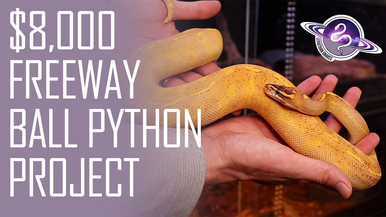 $8K Freeway Ball Python Project - YouTube