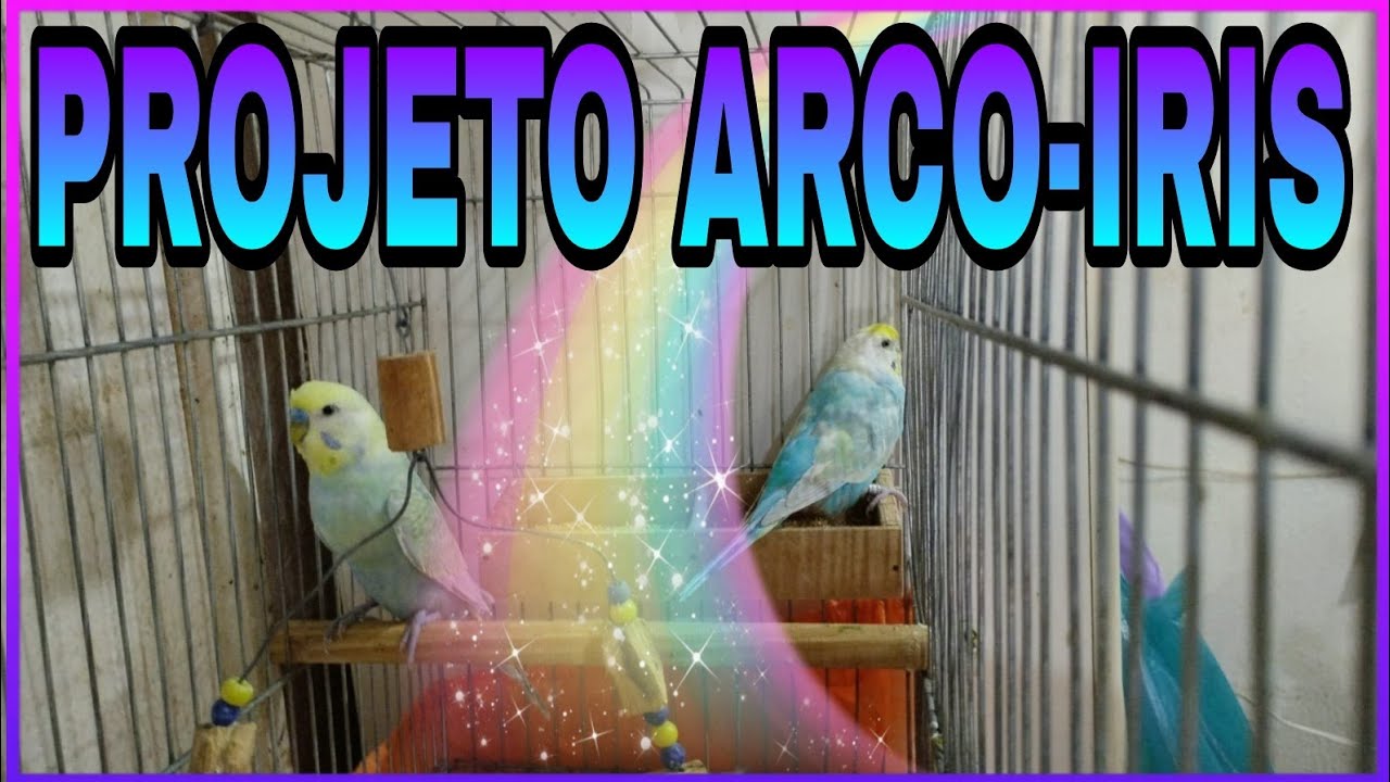 CASAL DE PERIQUITO AUSTRALIANO PARA PROJETO ARCO IRIS. - YouTube