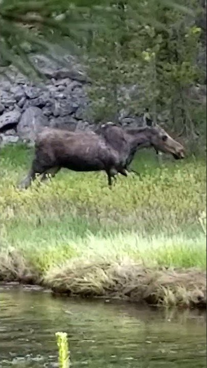 Momma Moose & her new born baby - YouTube