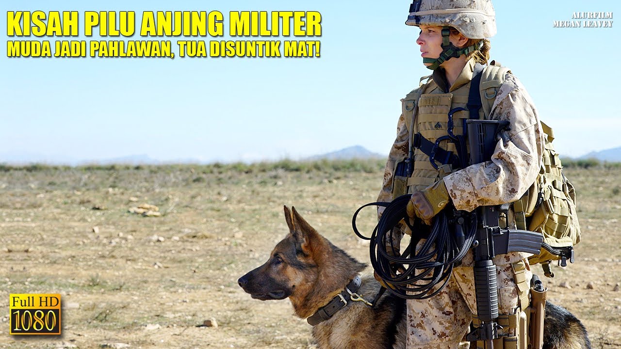 Kisah Nyata! Nasib Anjing Militer German Shepherd Setelah Pensiun Dari ...