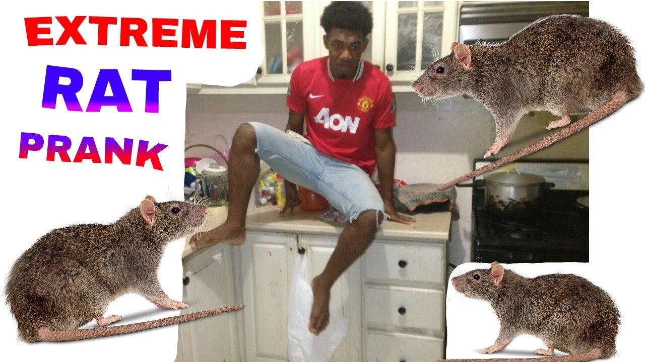 EXTREME RAT PRANK ON BOYFRIEND & SISTER!!!!!!! (Extremely funny must ...