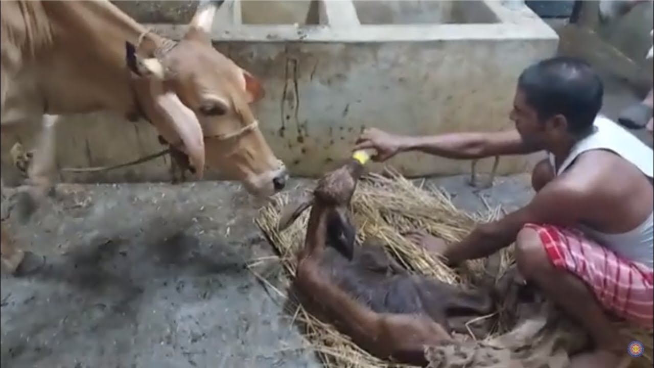 The Cow Baula has Delivered a Weak-Female Calf, Tungi | Tungi is ...