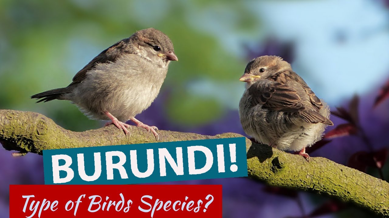 Bird Sounds Spectacular Morning Bird Song,Types of Birds Species in ...