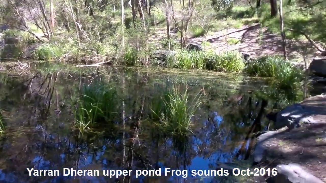 Yarran Dheran Frogs 2016 - YouTube