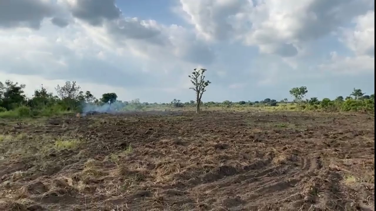 Land preparations for maize farming. Huge progress so far - YouTube