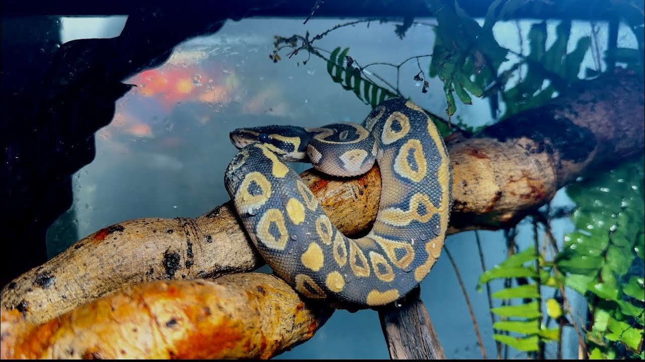 ¿Se puede HACER UN TERRARIO BIOACTIVO para UNA PITÓN BOLA? - YouTube