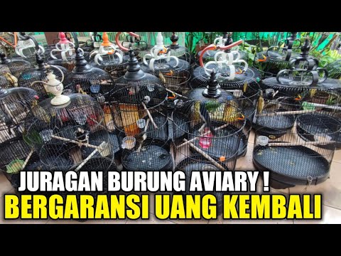 BARU KETEMU ! KIOS JURAGAN BARU SPESIALIS BURUNG AVIARY DIKIOS PASAR BURUNG PRAMUKA - YouTube