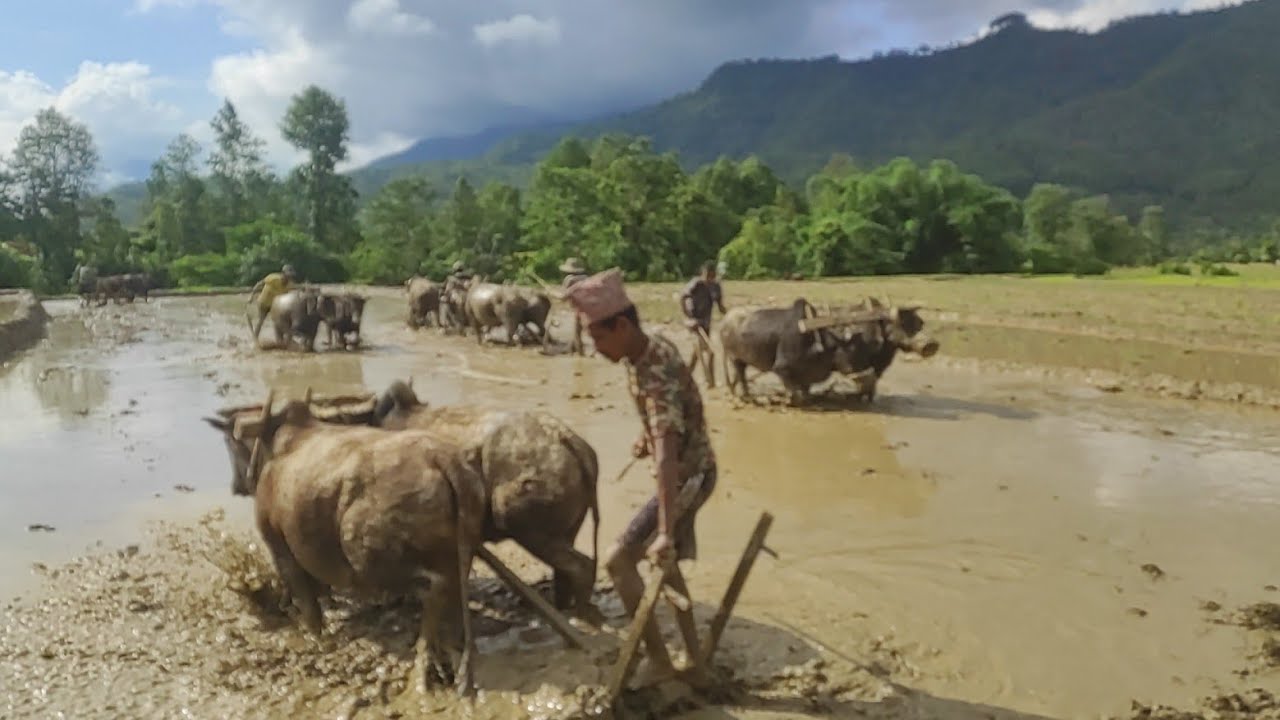 nepali traditional agriculture system .. - YouTube