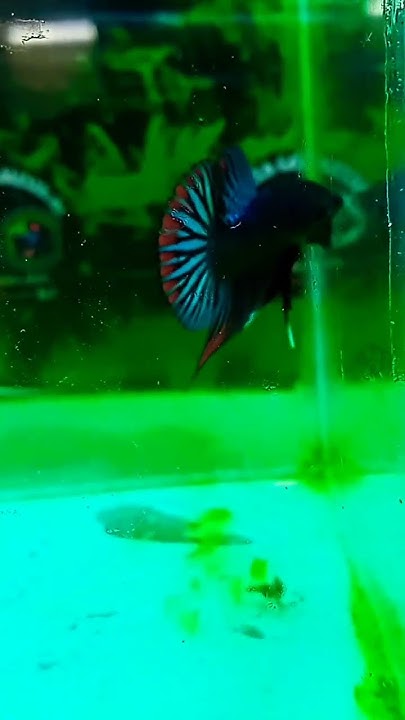 #bettas #bettafish #betta BETTA PK HMS 5.2 - YouTube