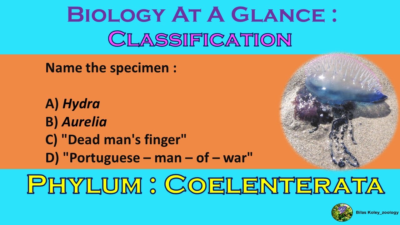 CLASSIFICATION || Phylum Coelenterata || B.Sc ZOOLOGY || NEET , SLST ...