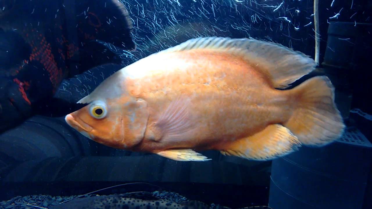 Aquarismo Jumbo# Oscar Tigre, Oscar Red Rubi e Pintado - YouTube