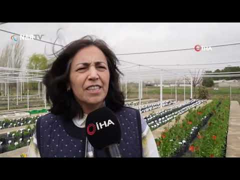 Bu çiçeği koparmanın cezası 700 bin lira: Yılda sadece 20 gün yaşıyor