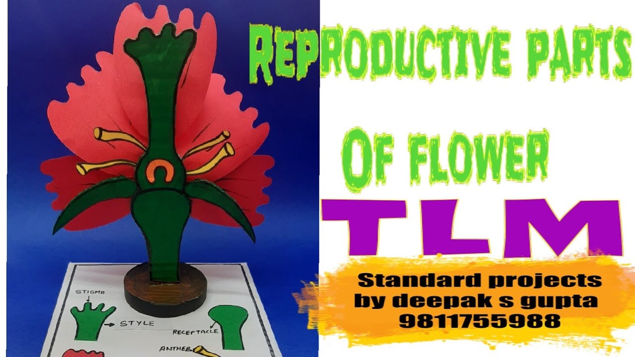 structure of flower #tlm #sciencefairproject easy TLM section of flower ...