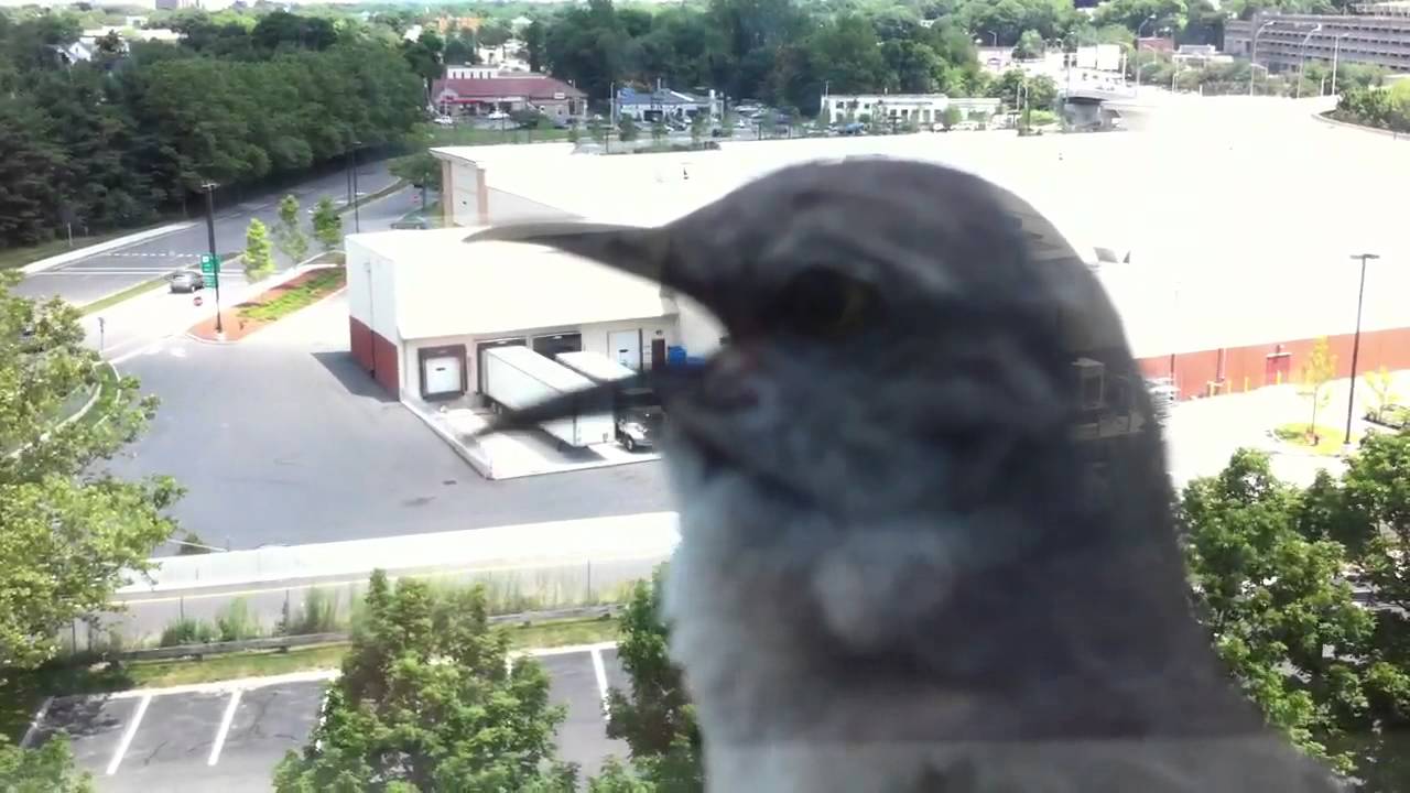 Giant Screaming Bird - YouTube