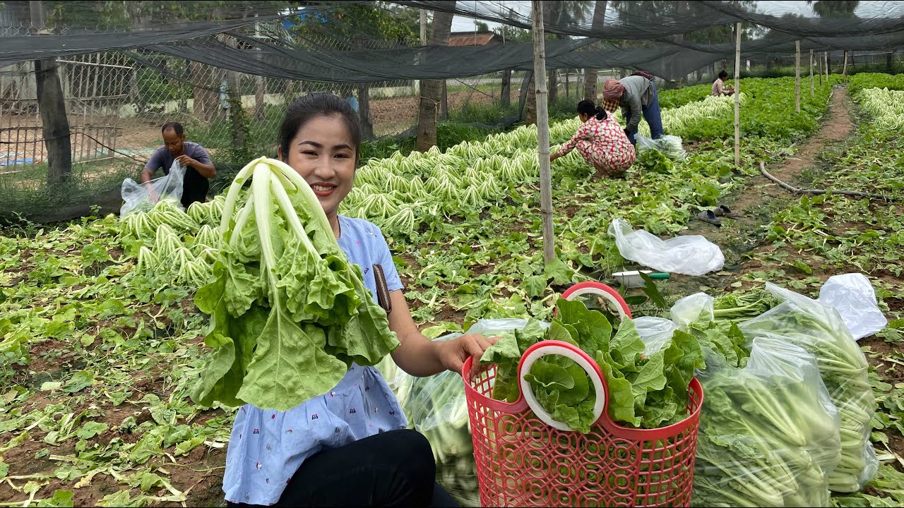 Taiwan Bok Choy Farm In My Village / 2 Recipes With Taiwan Bok Choy ...