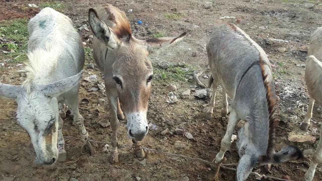 donkeys and pigs - YouTube