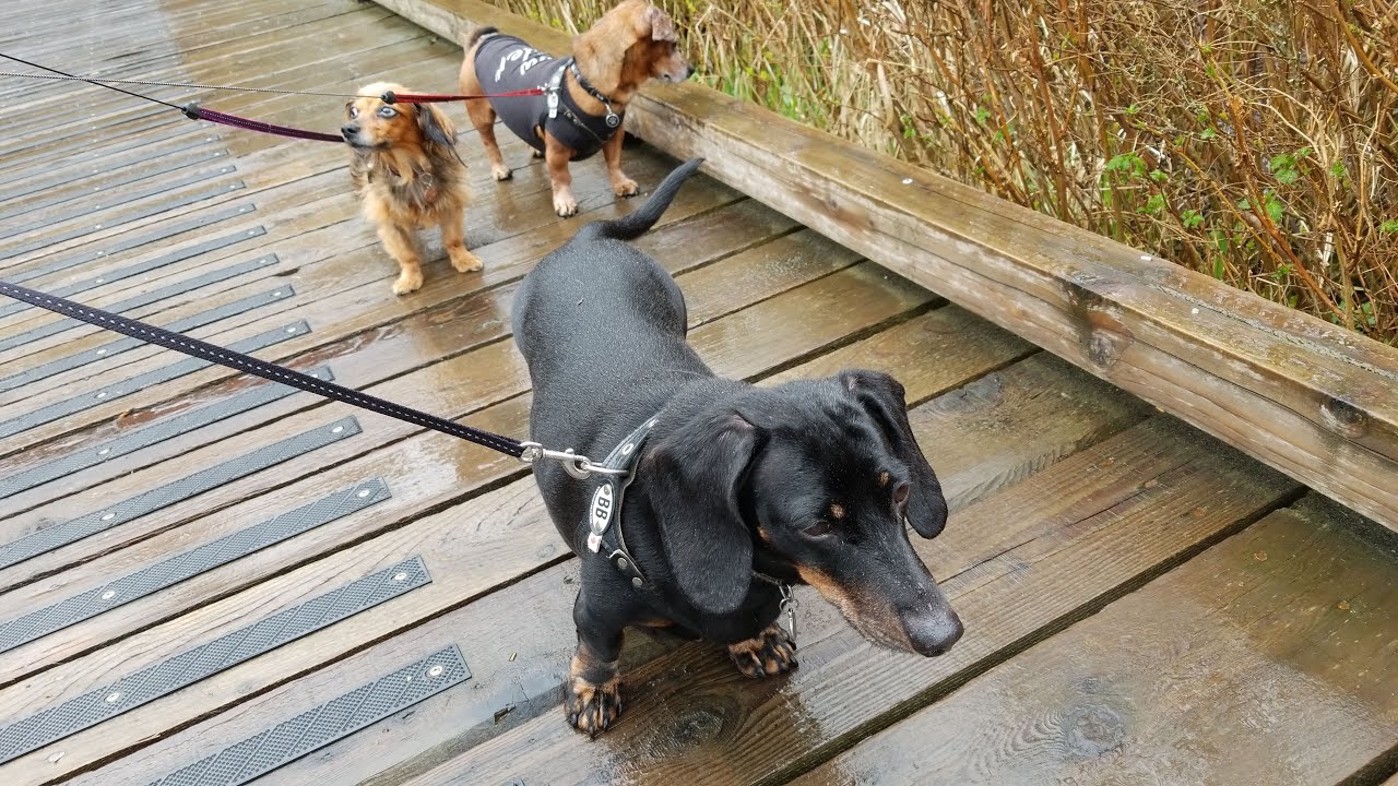 Weiner Dog Walk - YouTube