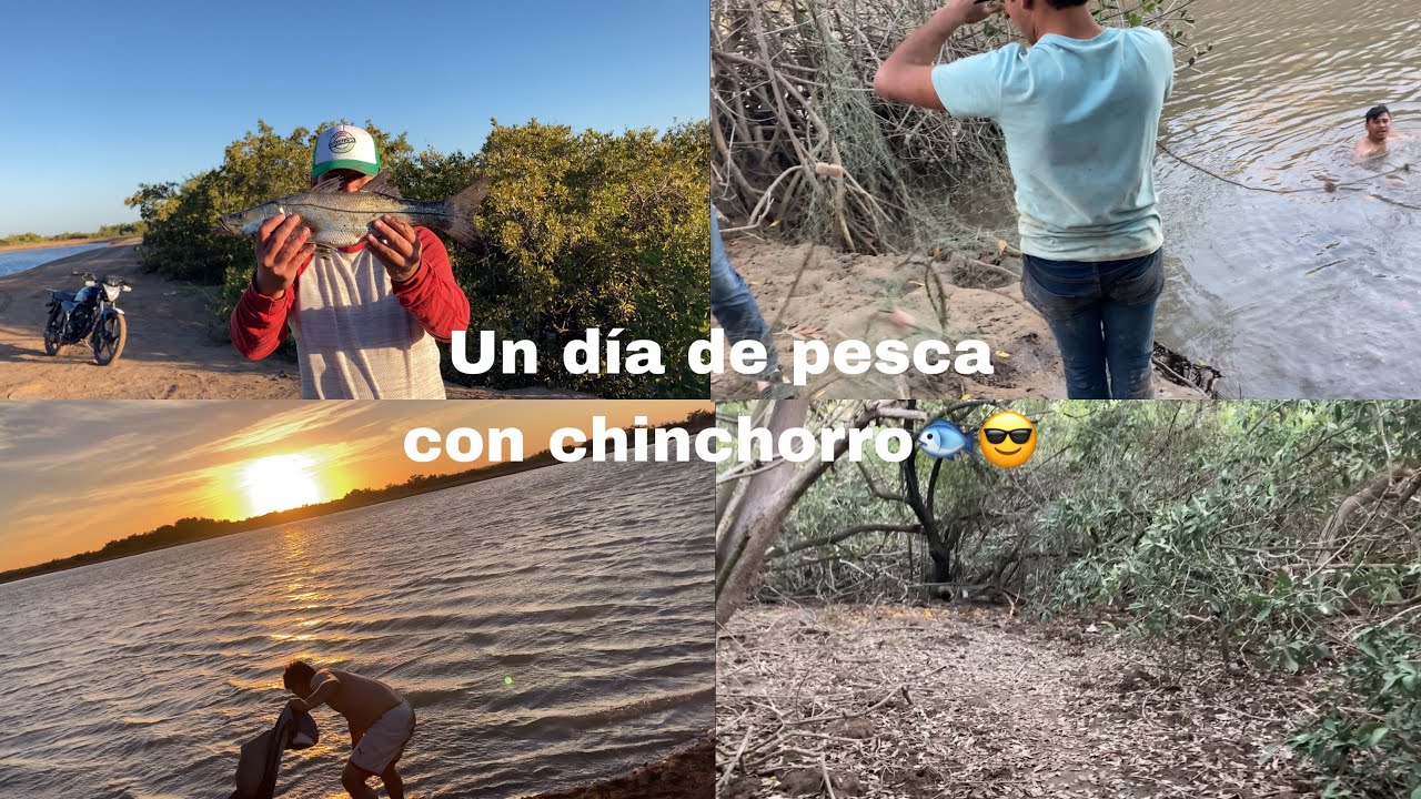 Día de pesca con chinchorro (esto sácamos)🎣🐟😎 - YouTube