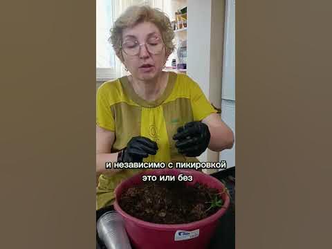 мифы о пикировке перца #пикировкаперца #рассадаперца - YouTube