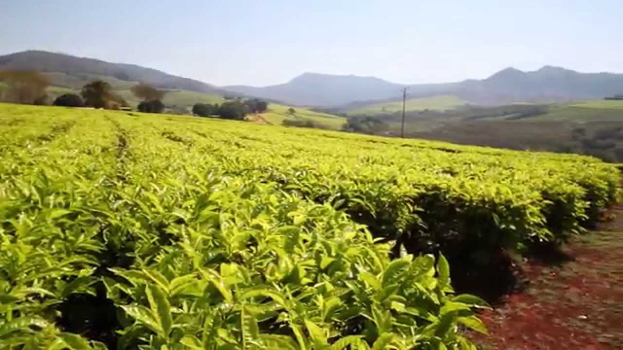 Innovation to unlock high-value products at Tshivhase tea estates - YouTube