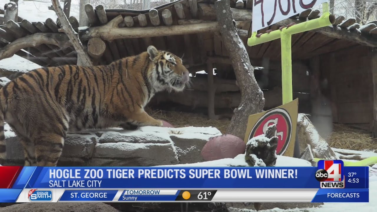 Hogle Zoo's tiger picks his choice to win the Big Game - YouTube