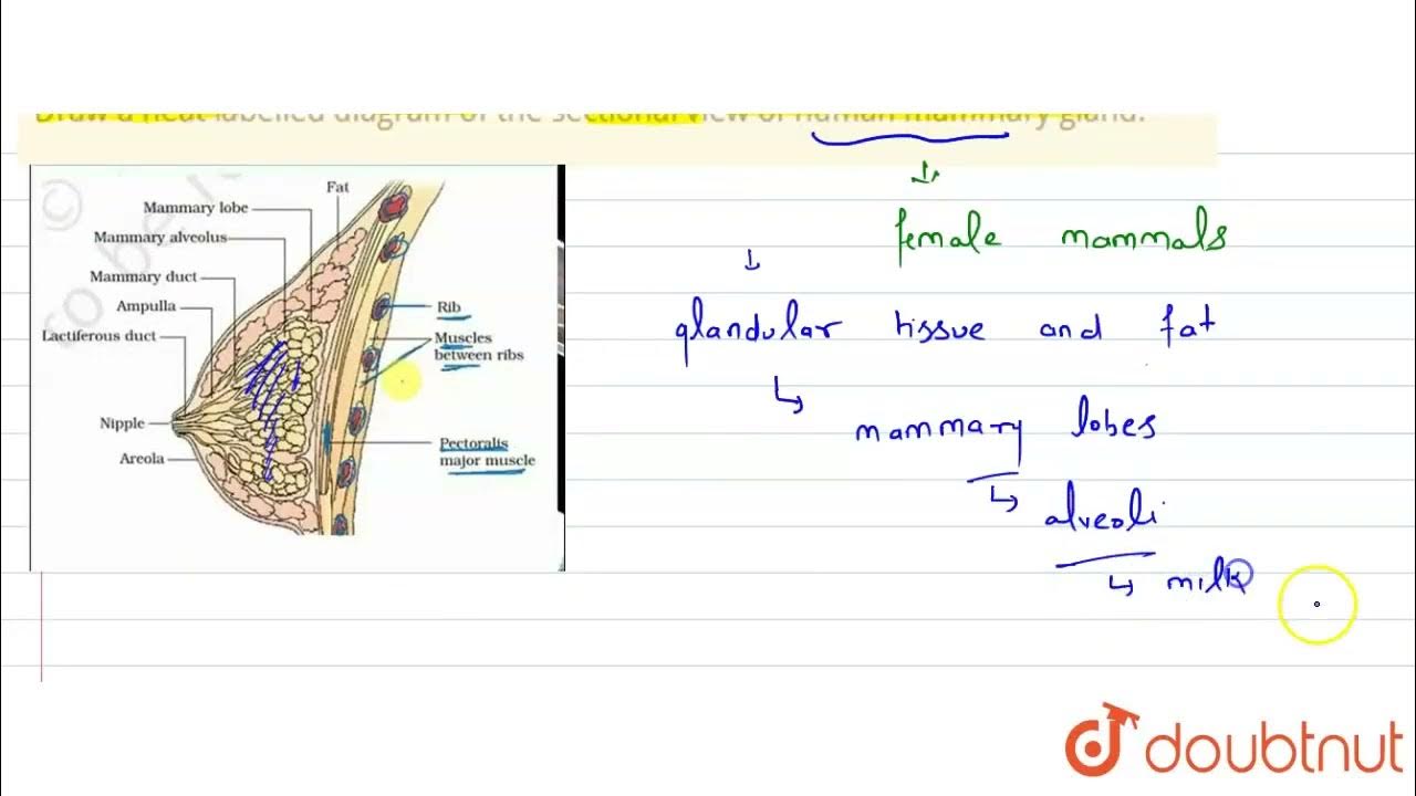 Draw A Neat Labelled Diagram Of The Sectional View Of Human Mammary