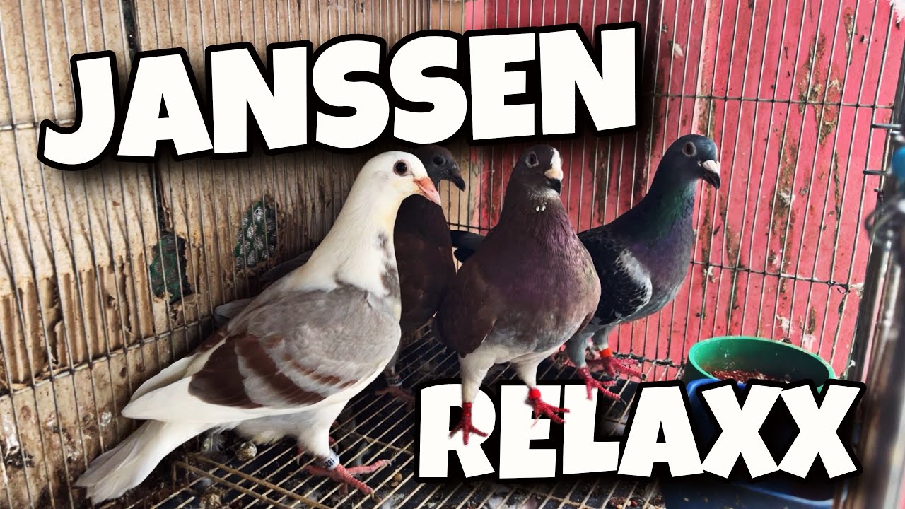 RED JANSSEN RELAX NAPALABAS NATIN SA GERMAIN IMBRECHT ALFONS NA ...