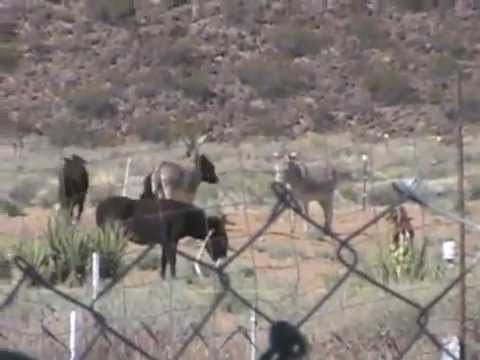 baby burros april 22