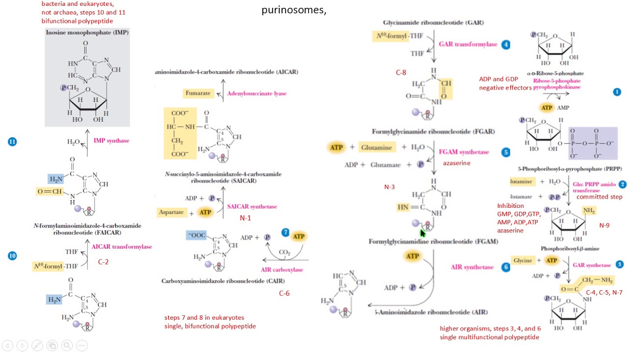purine synthesis de novo purina sintesis biochemistry bioquímica - YouTube