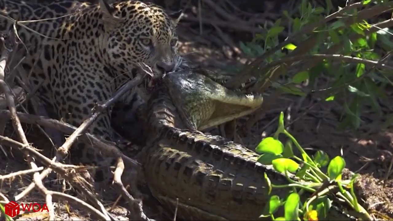 Jaguar Knocks Down Swamp Monster Caiman Wild Animals Hunting - YouTube