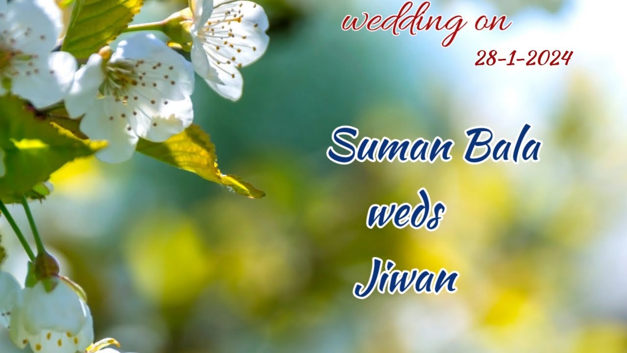 Suman Bala weds Jiwan wedding on 28-1-2024 - YouTube
