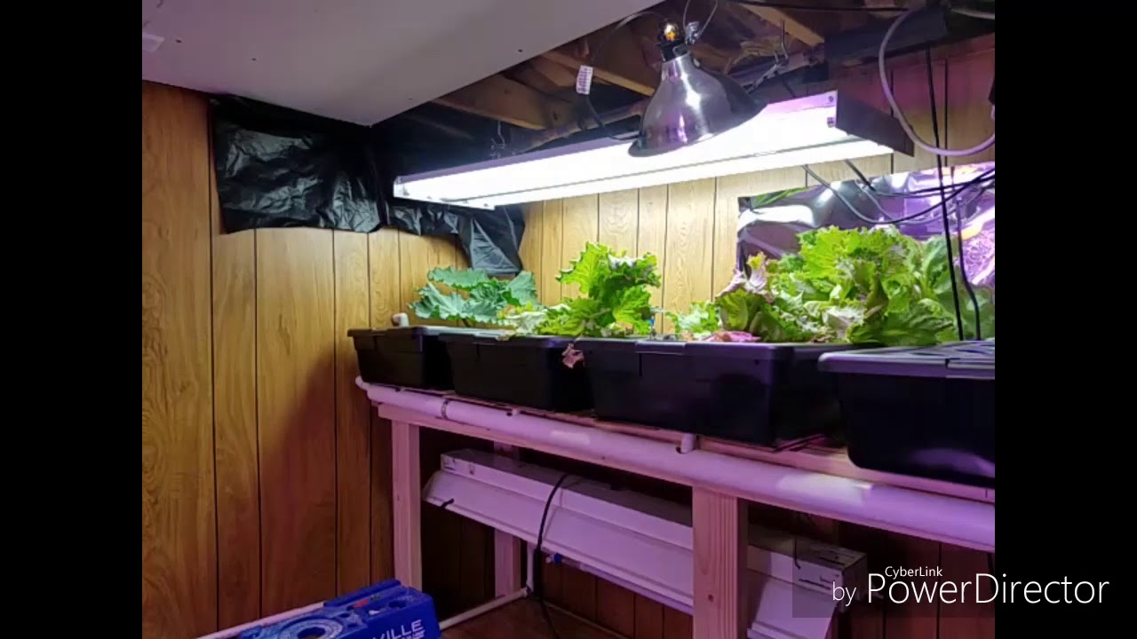 Safe Romaine Lettuce - Growing in your house with hydroponics! - YouTube