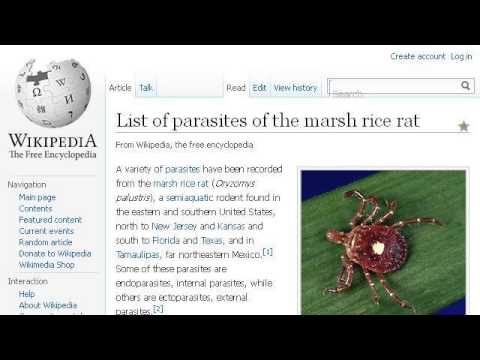 List Of Parasitic Insects - YouTube
