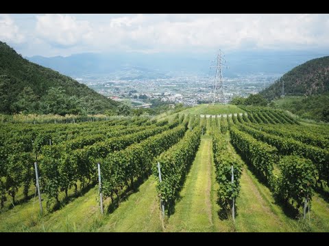 Jyonohira Vineyard, Yamanashi, Japan - YouTube