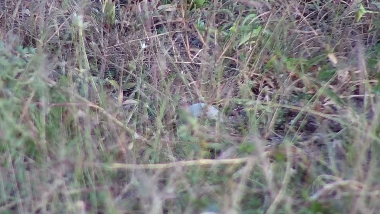 Djuma: Egg shaped object White-tail Mongoose had, found in morning light - 05:53 - 01/28/2023 ...