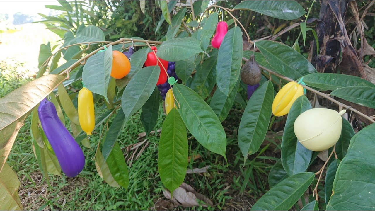 harvest time! buah pir, paprika, terong, anggur, salak, jeruk ...