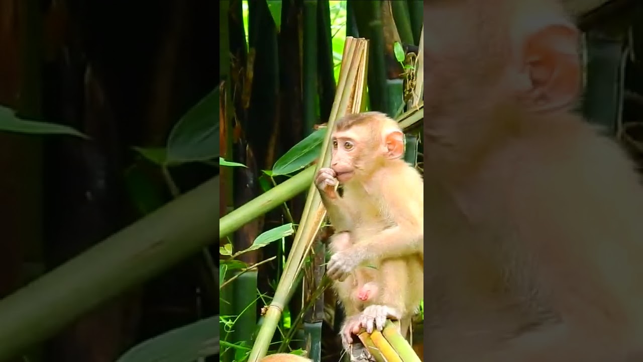 Short, monkey short 33 - YouTube