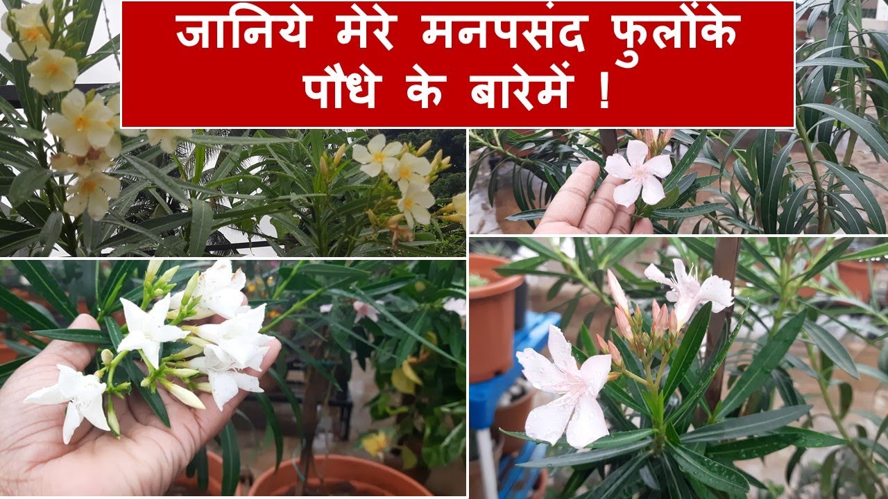 Dwarf (Mini)Nerium Oleander / Dwarf Kaner / Flowering plant Kaner care ...