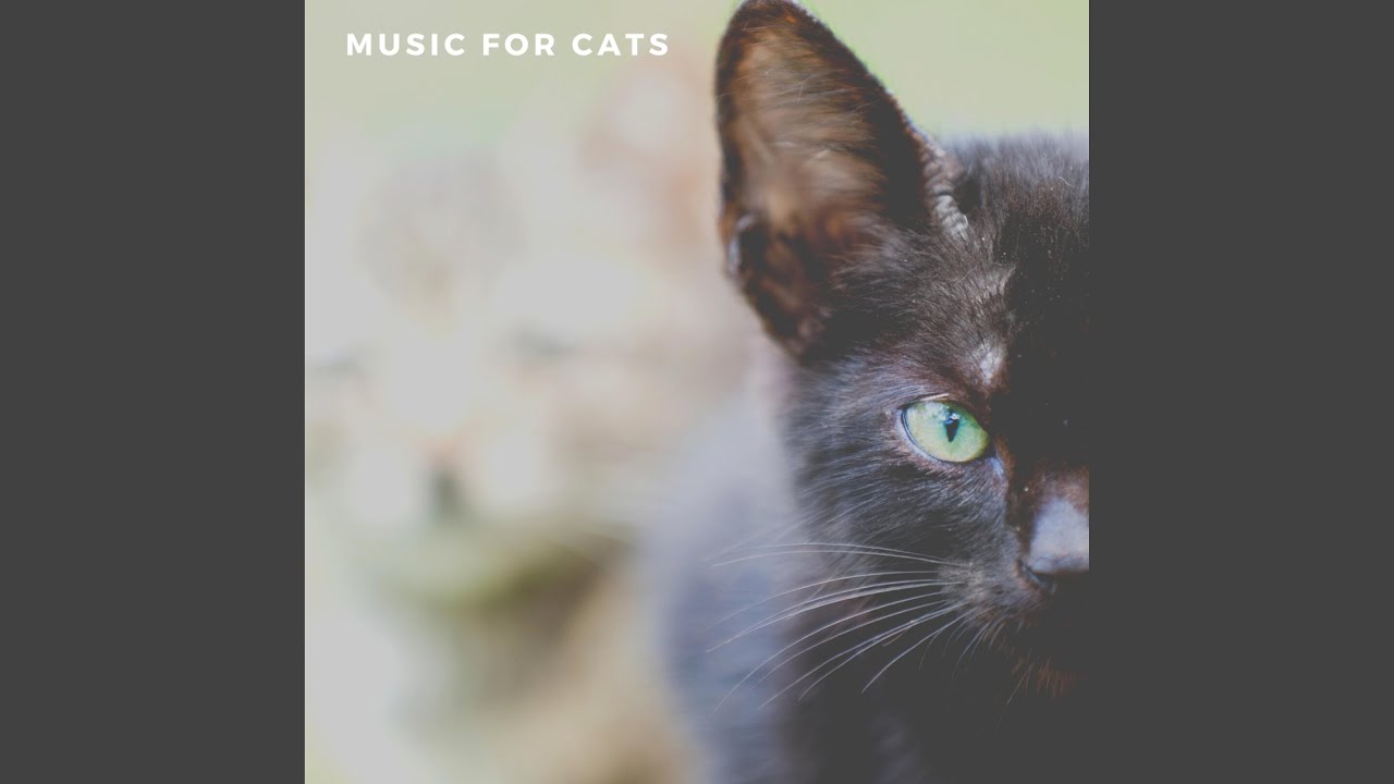 Calming Cat Music - YouTube Music